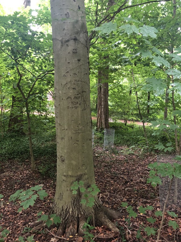 Tree Carvings in Dunn's Woods at Indiana University - Clio